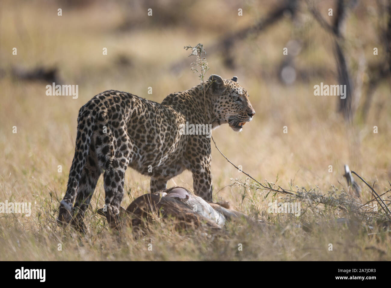 Female leopard with fresh impala kill in Moremi NP (khwai), Botswana ...