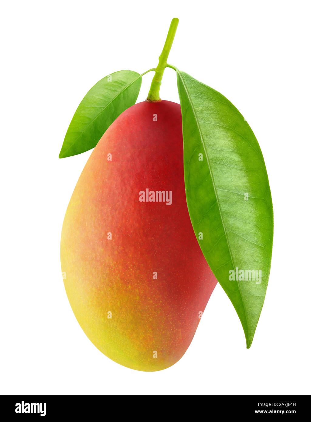 Isolated mango fruit. One red yellow mango hanging on a branch isolated ...
