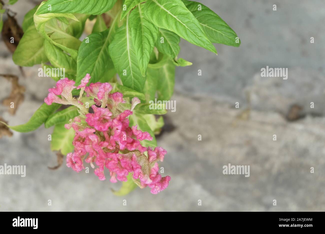 Rooster romance hi-res stock photography and images - Alamy