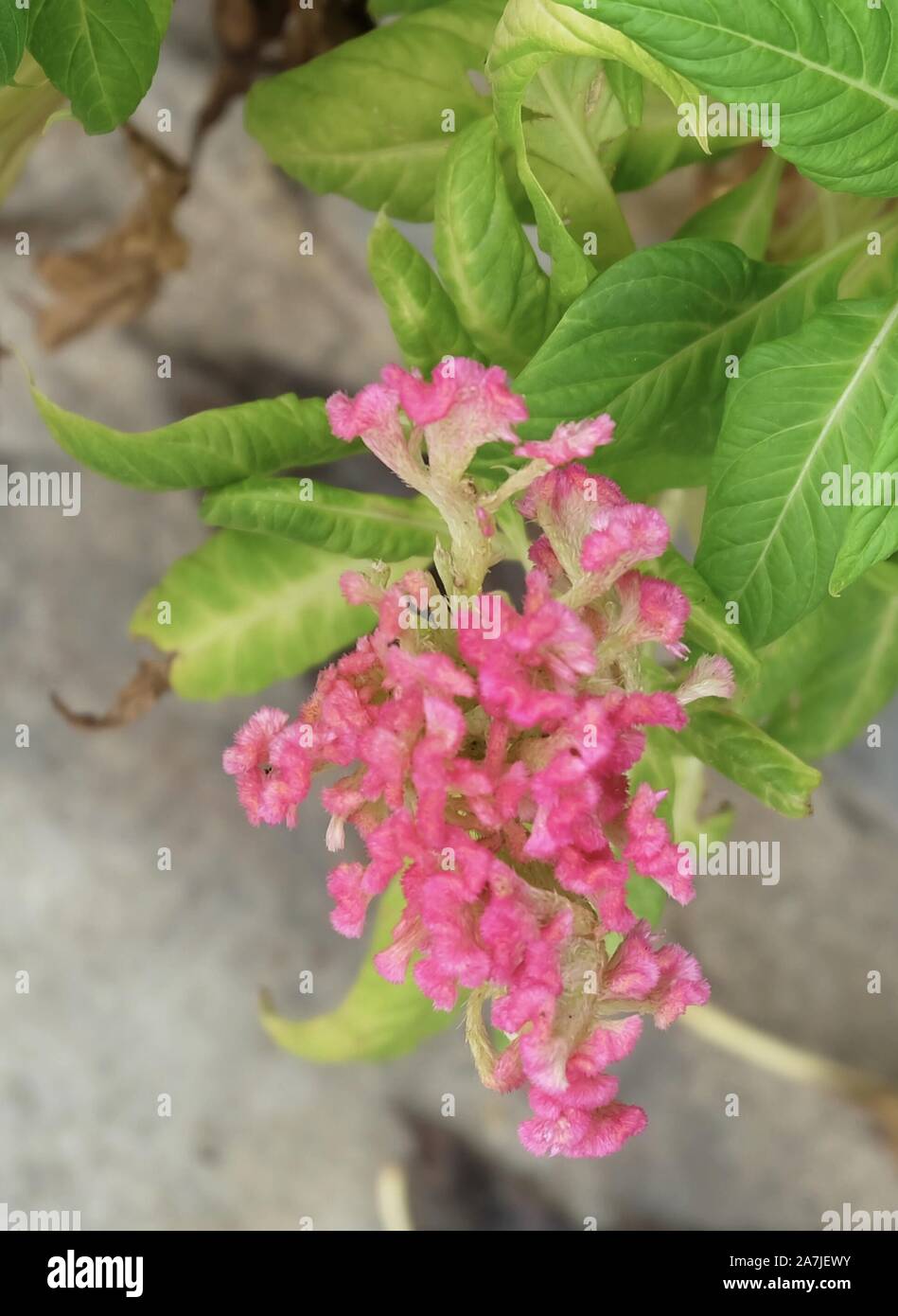 Beautiful Pink Cockscomb, Woolflowers or Celosia Cristata Flowers. A ...