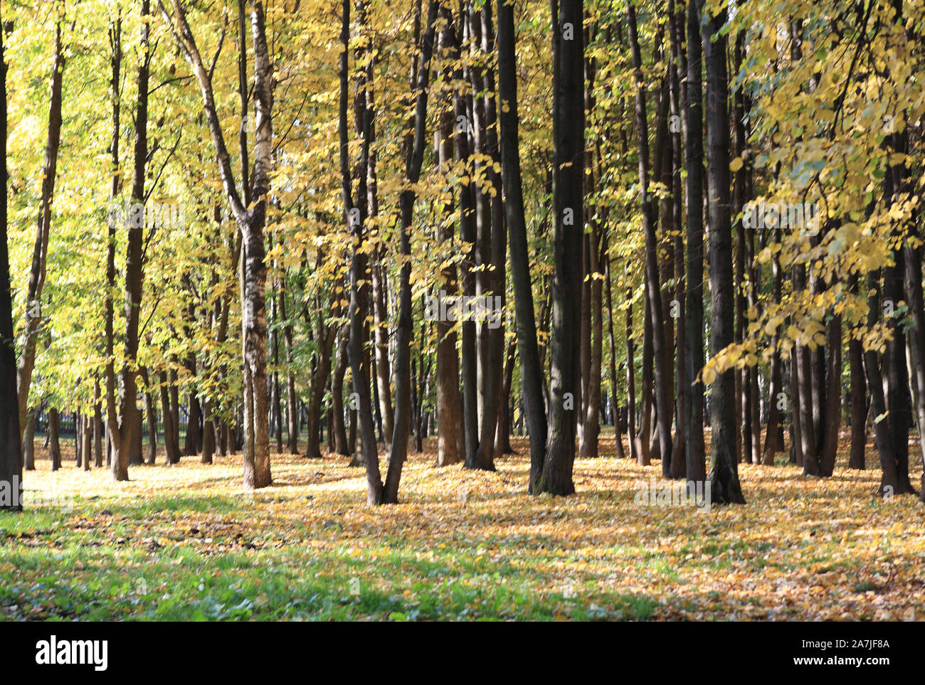 Crone trees in forest hi-res stock photography and images - Alamy