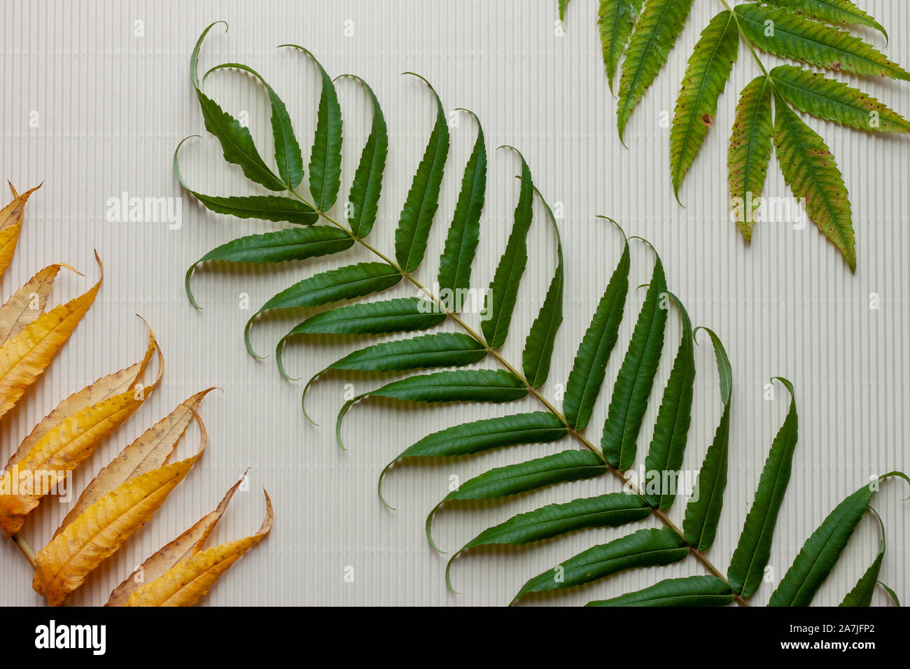 autumn leaves patterns and textures on wooden light background Stock ...