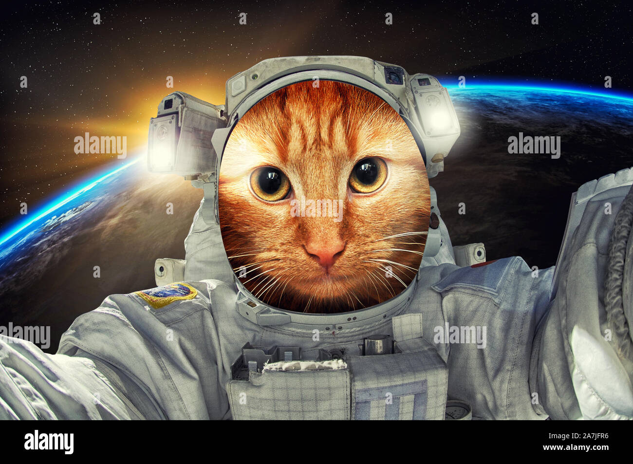 Cat Astronauts