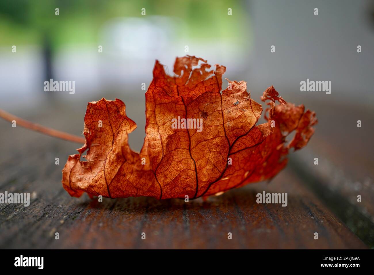 Alone nature hi-res stock photography and images - Alamy