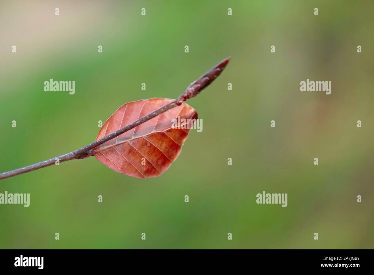 Alone nature hi-res stock photography and images - Alamy