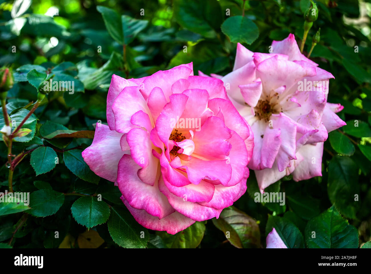 Rosa gallica in rose hi-res stock photography and images - Alamy
