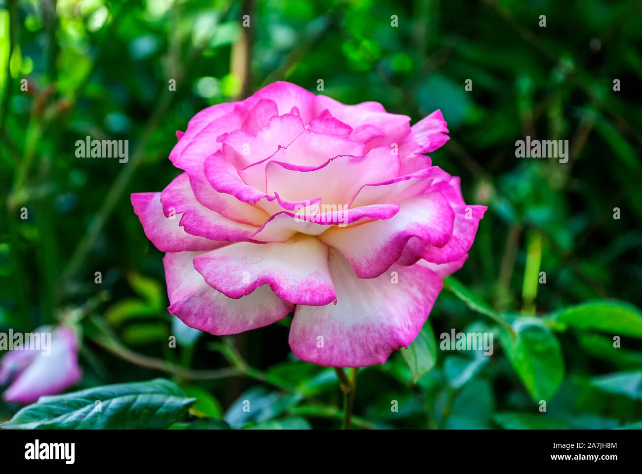 Pink suffolk garden rose hi-res stock photography and images - Alamy