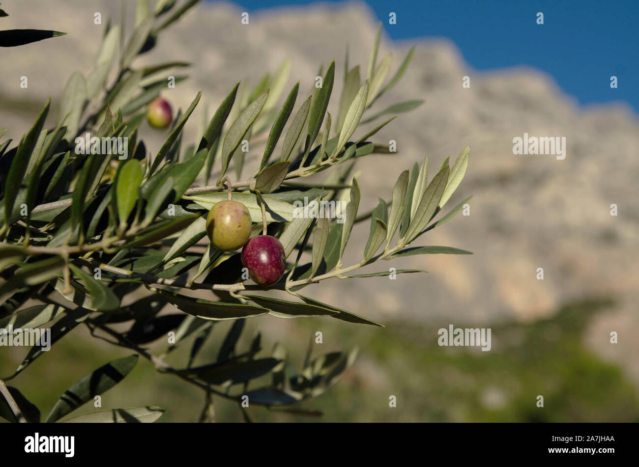 olive tree olive tree countryside south france blue sky Stock Photo - Alamy