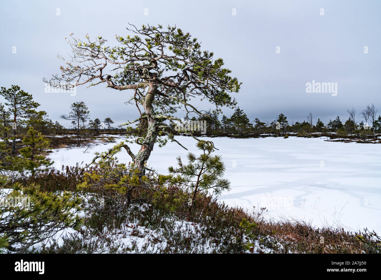 Sunrise in the bog. Icy cold marsh. Frosty ground. Swamp lake and ...