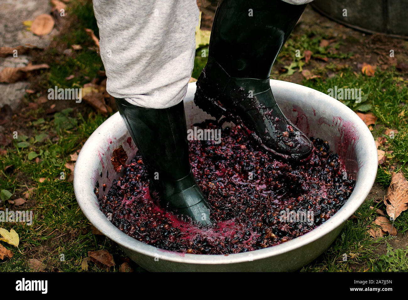 Men crushing or press ripe grapes by fit in boots. Pressing grapes to ...