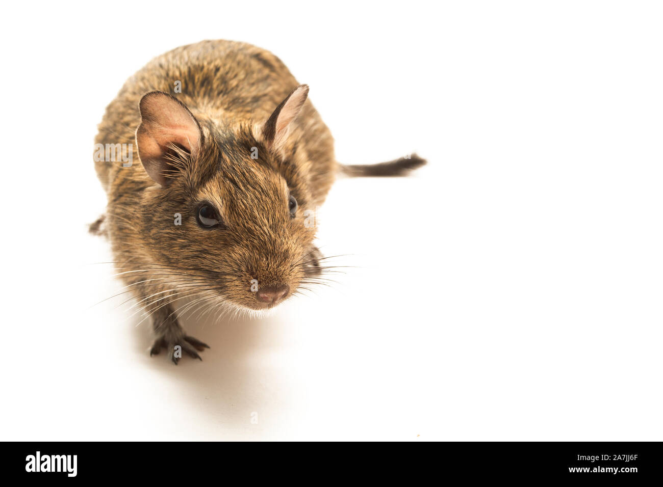 Degu isolated on white background Stock Photo - Alamy