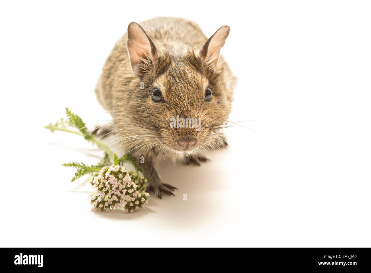 Degu isolated on white background Stock Photo - Alamy
