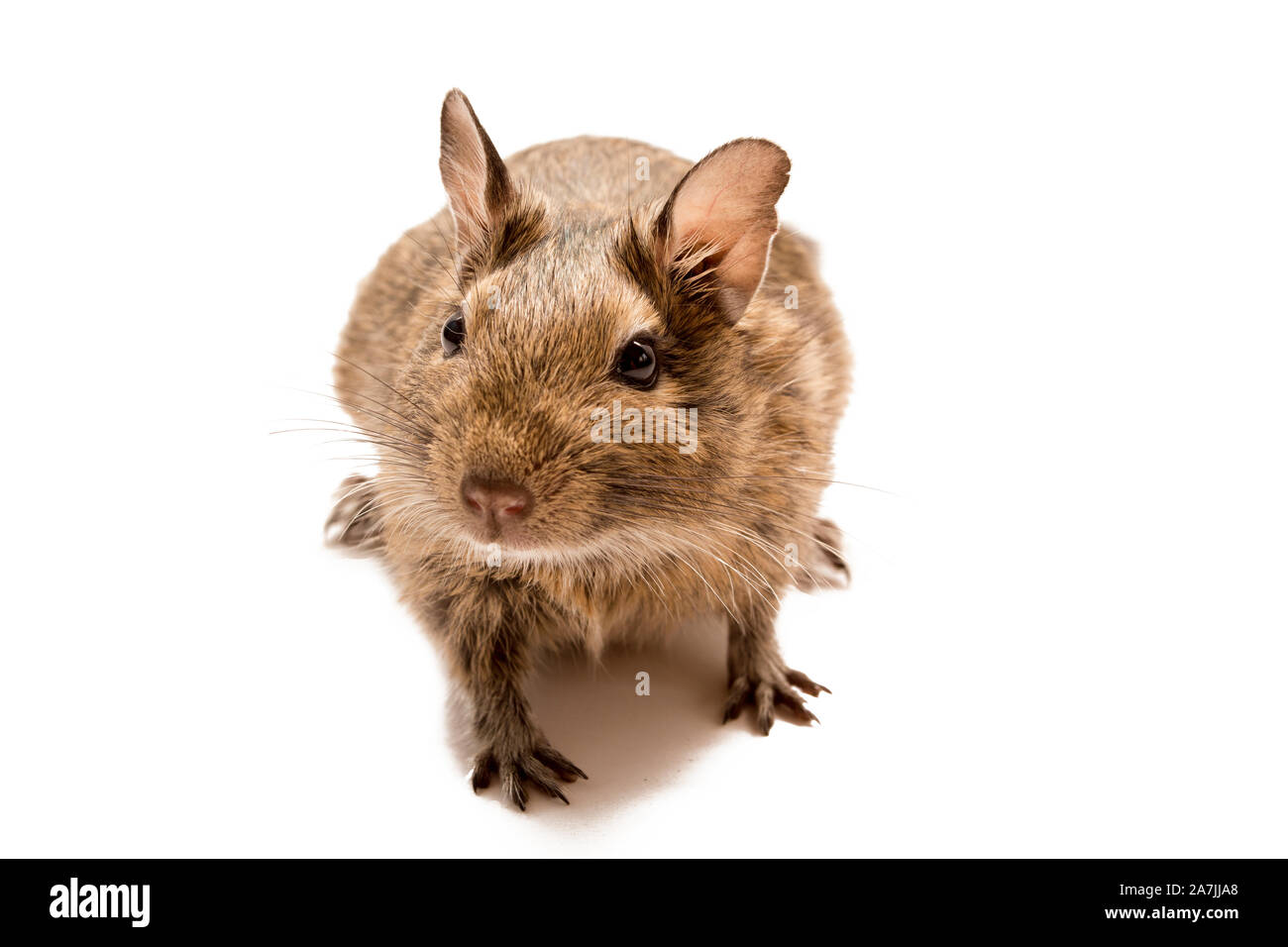 Degu isolated on white background Stock Photo - Alamy