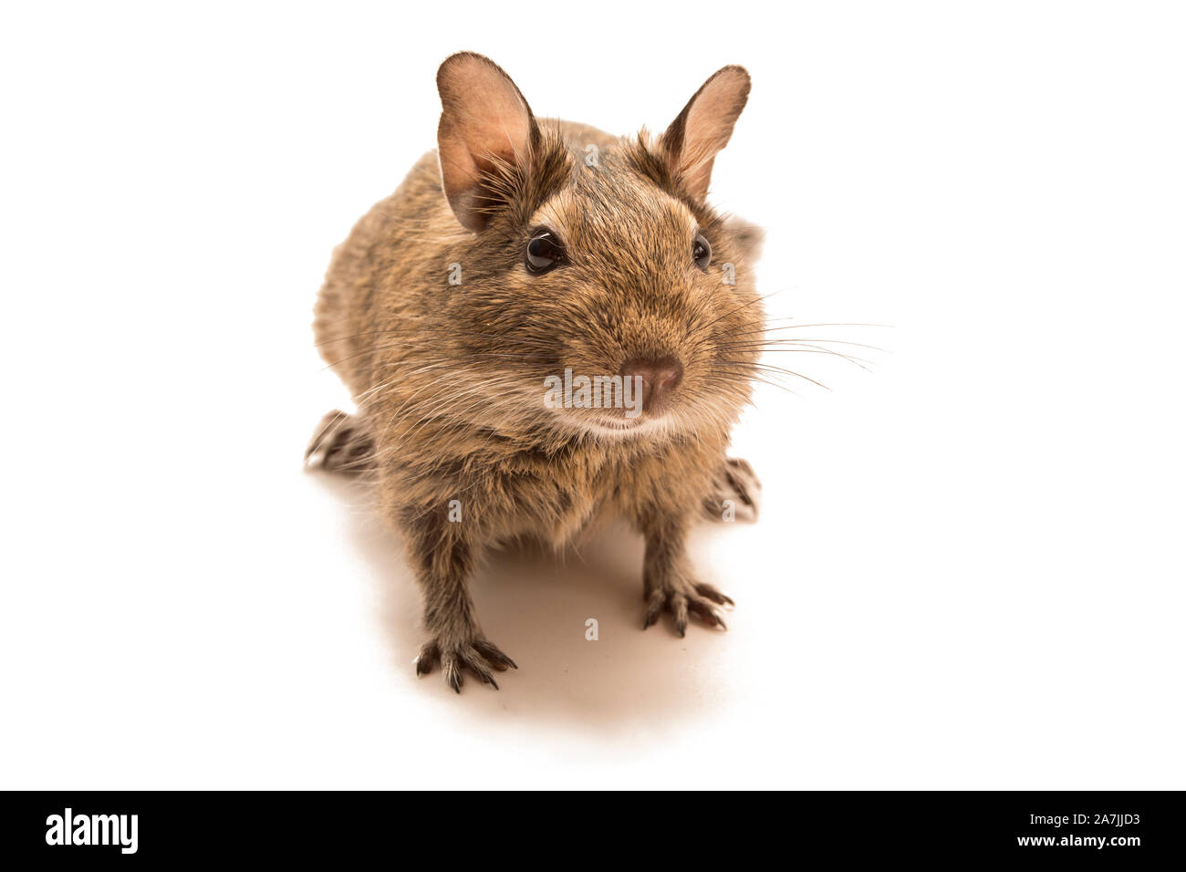 Degu isolated on white background Stock Photo - Alamy