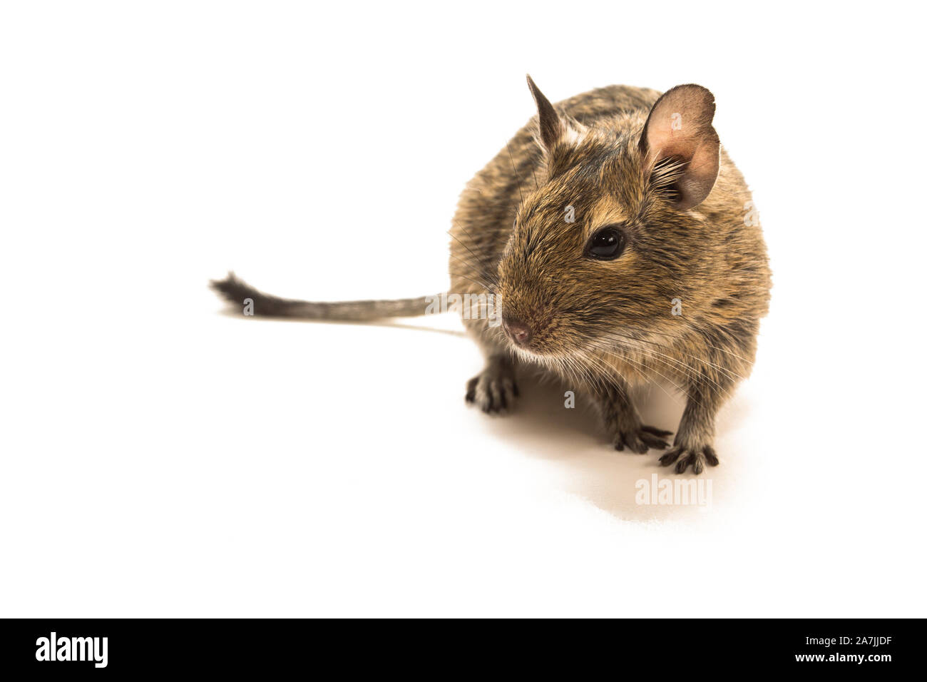 Degu isolated on white background Stock Photo - Alamy