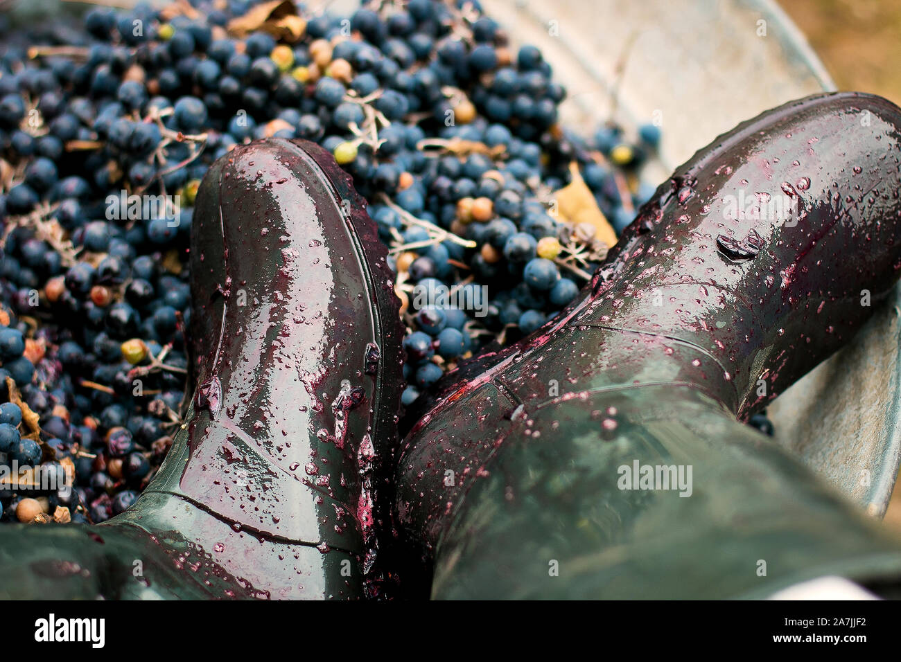Grape press feet hi-res stock photography and images - Alamy