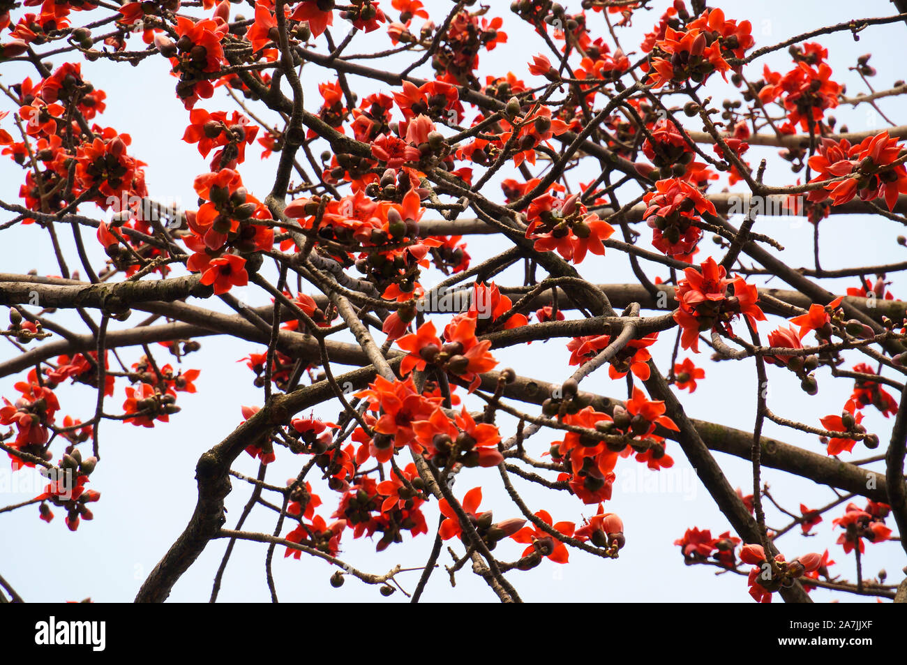 Bombax ceiba flowers blooming in the trees at dusk Stock Photo - Alamy