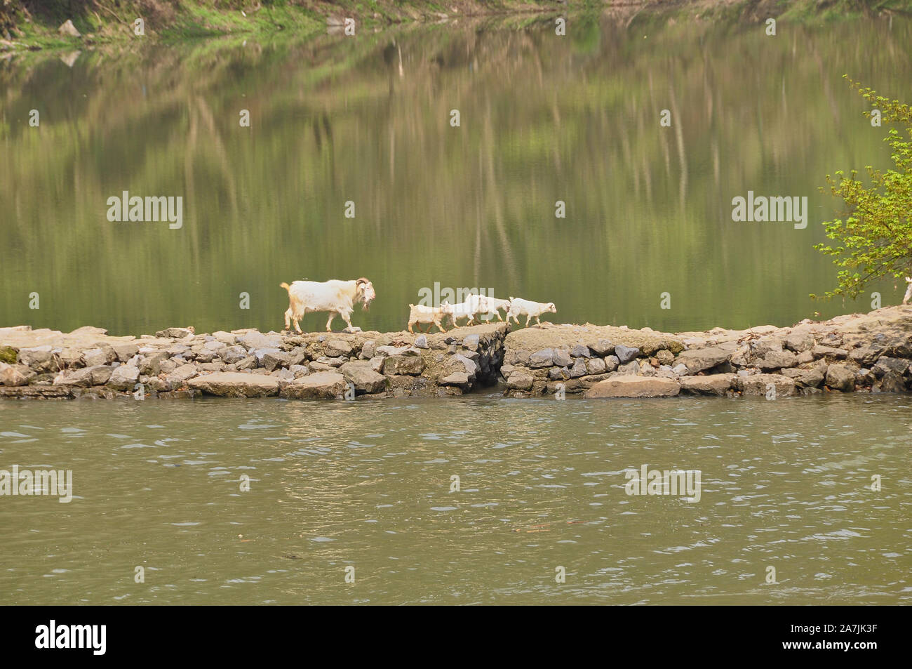 Goat crossing hi-res stock photography and images - Alamy