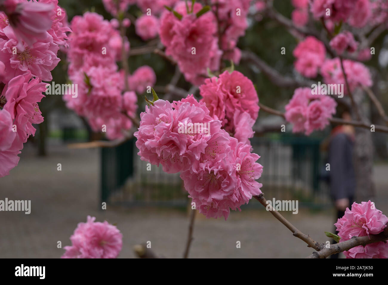 Peach flowers in garden in Beijing, China spring Stock Photo - Alamy
