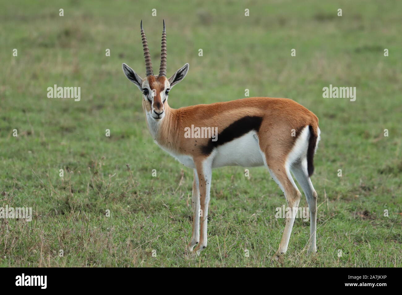 Thomson's gazelle in the african savannah Stock Photo - Alamy