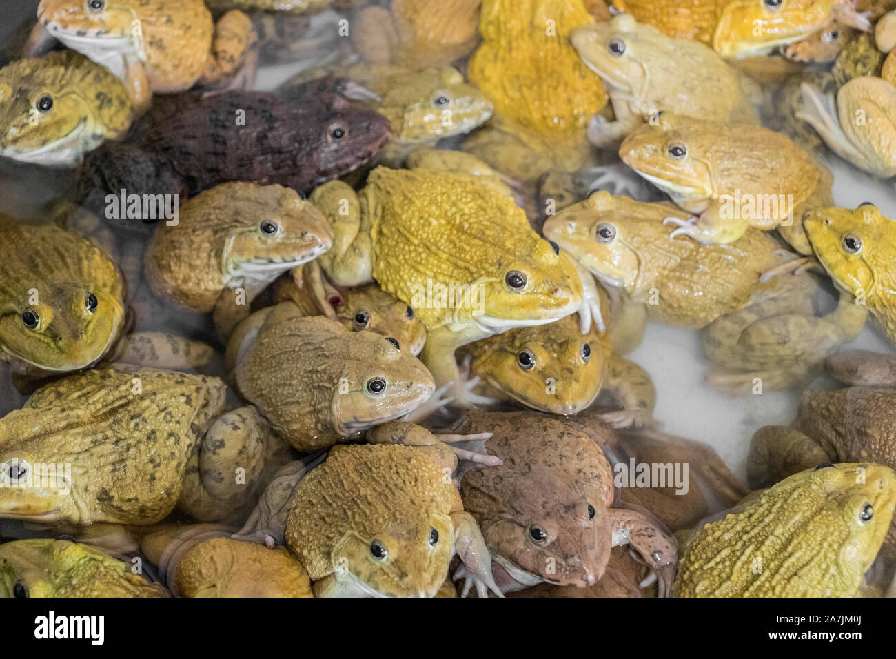 Asian painted frog hi-res stock photography and images - Alamy