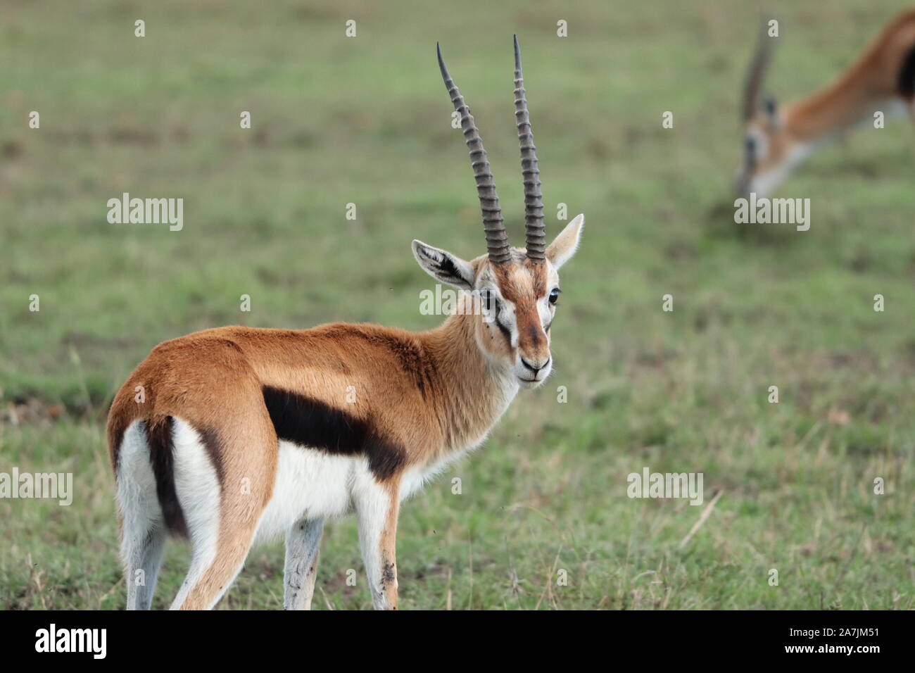 Gazelle animal hi-res stock photography and images - Alamy