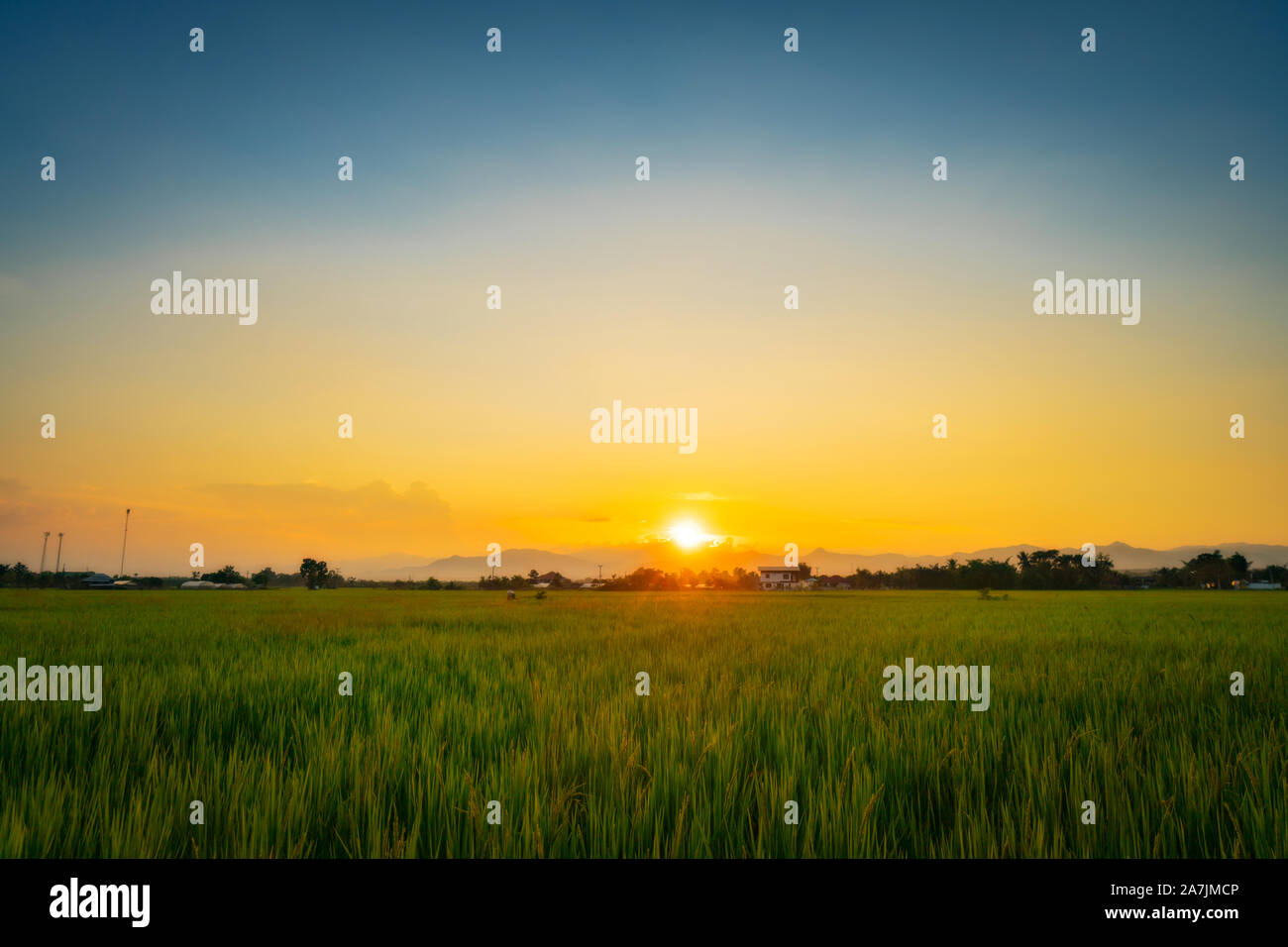 Wallpaper of paddy field hi-res stock photography and images - Alamy