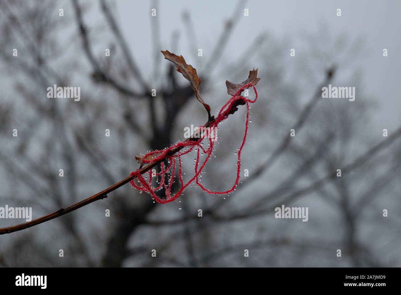 Red wool thread with drop of dew in a cloudy mountain Stock Photo - Alamy