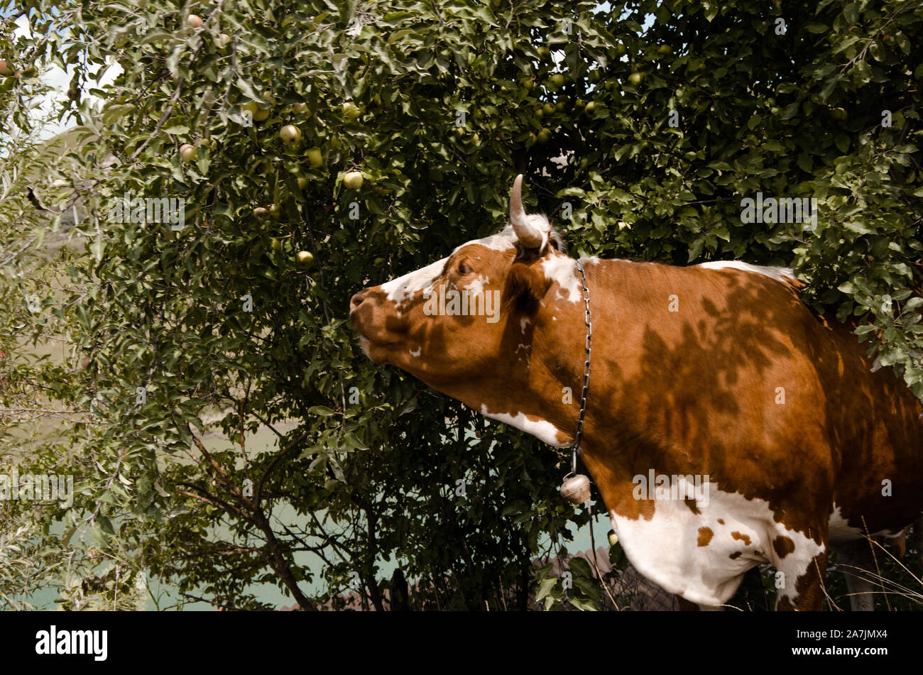 Cow smelling apple Stock Photo - Alamy