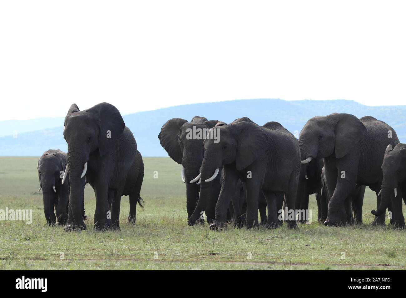 Animals african savannah hi-res stock photography and images - Alamy