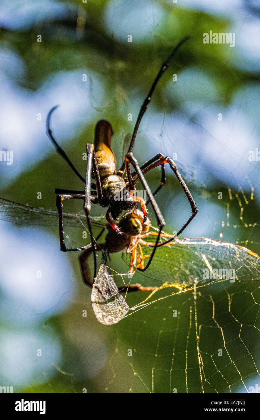 Australian golden orb weaver hi-res stock photography and images - Alamy
