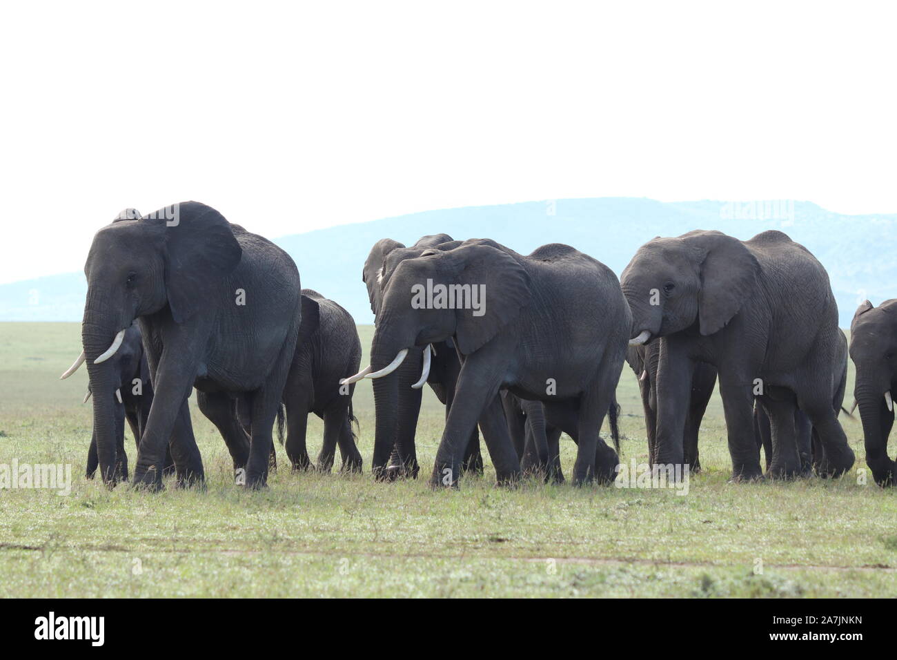 Group of elephants in the african savannah Stock Photo - Alamy