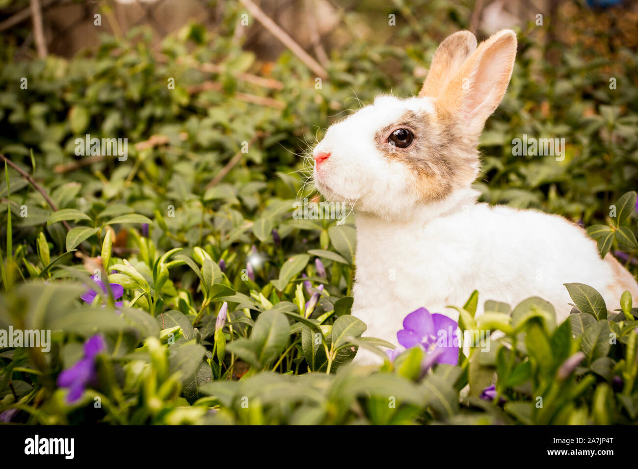 Beautiful little rabbit in hi-res stock photography and images - Alamy