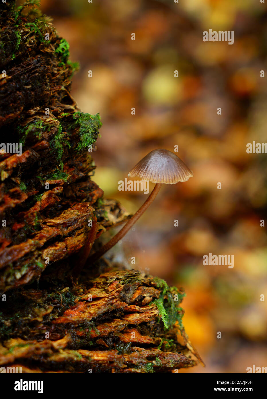 Bonnet fungi Mycena inclinata growing from a rotten tree stump Stock ...