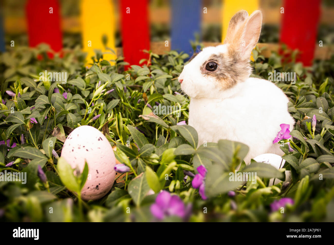 Easter rabbit and eggs in the grass Stock Photo - Alamy