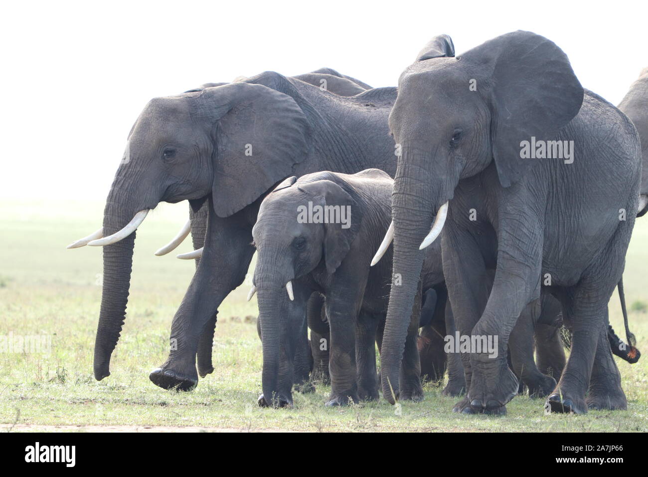 Group of elephants in the african savannah Stock Photo - Alamy