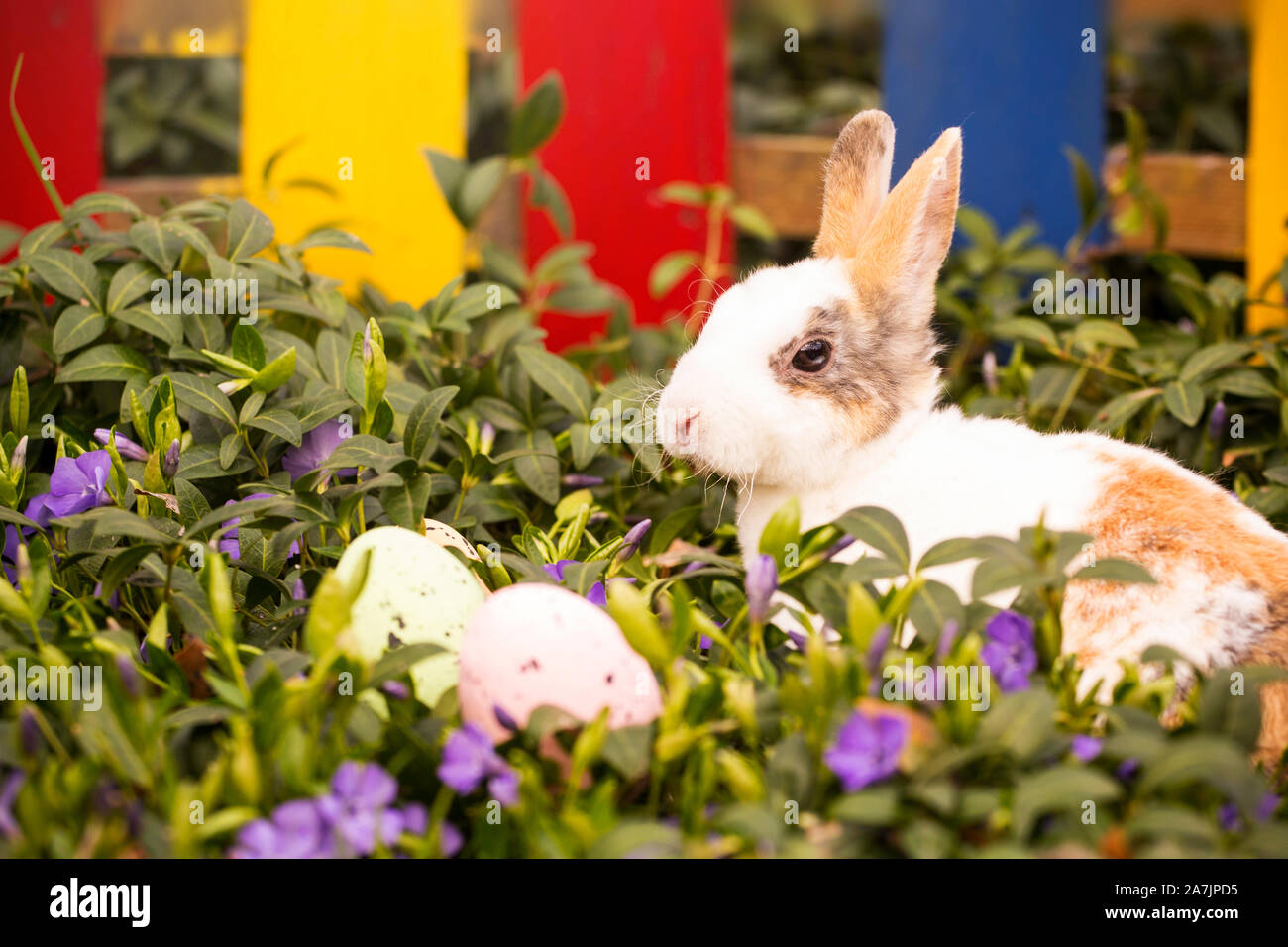 Easter bunny eggs in hi-res stock photography and images - Alamy