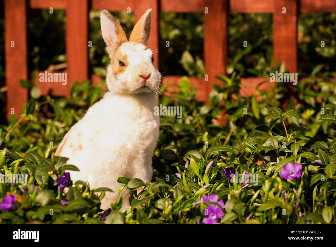Cute rabbit garden hi-res stock photography and images - Alamy