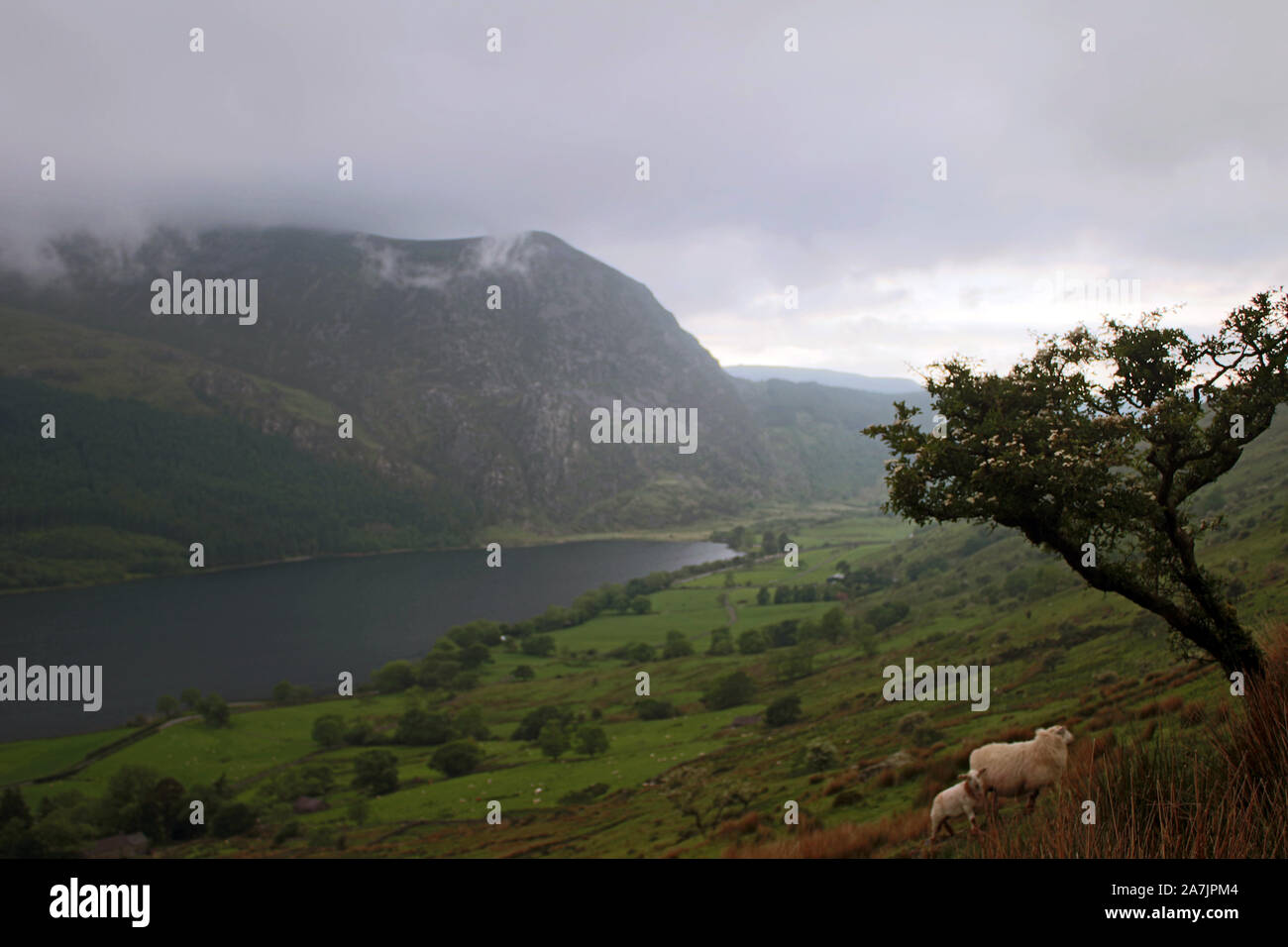 Snowdonia summer walk hi-res stock photography and images - Alamy