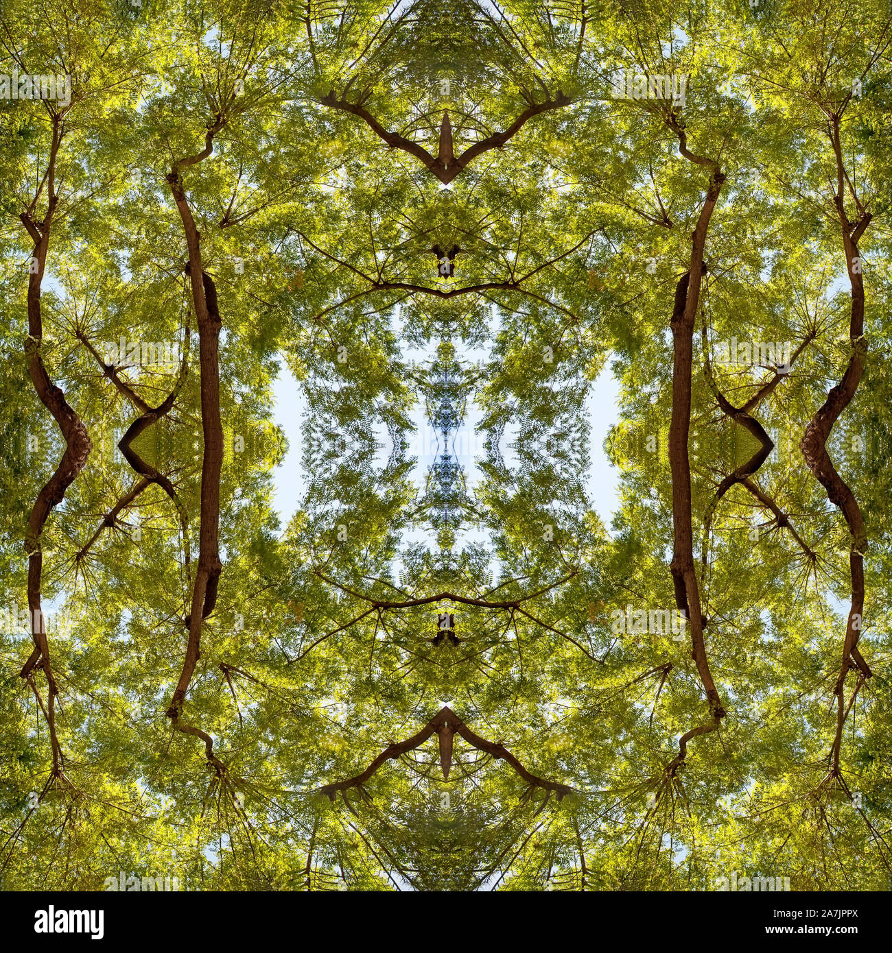 Natural background of green foliage and textured black branches of a ...