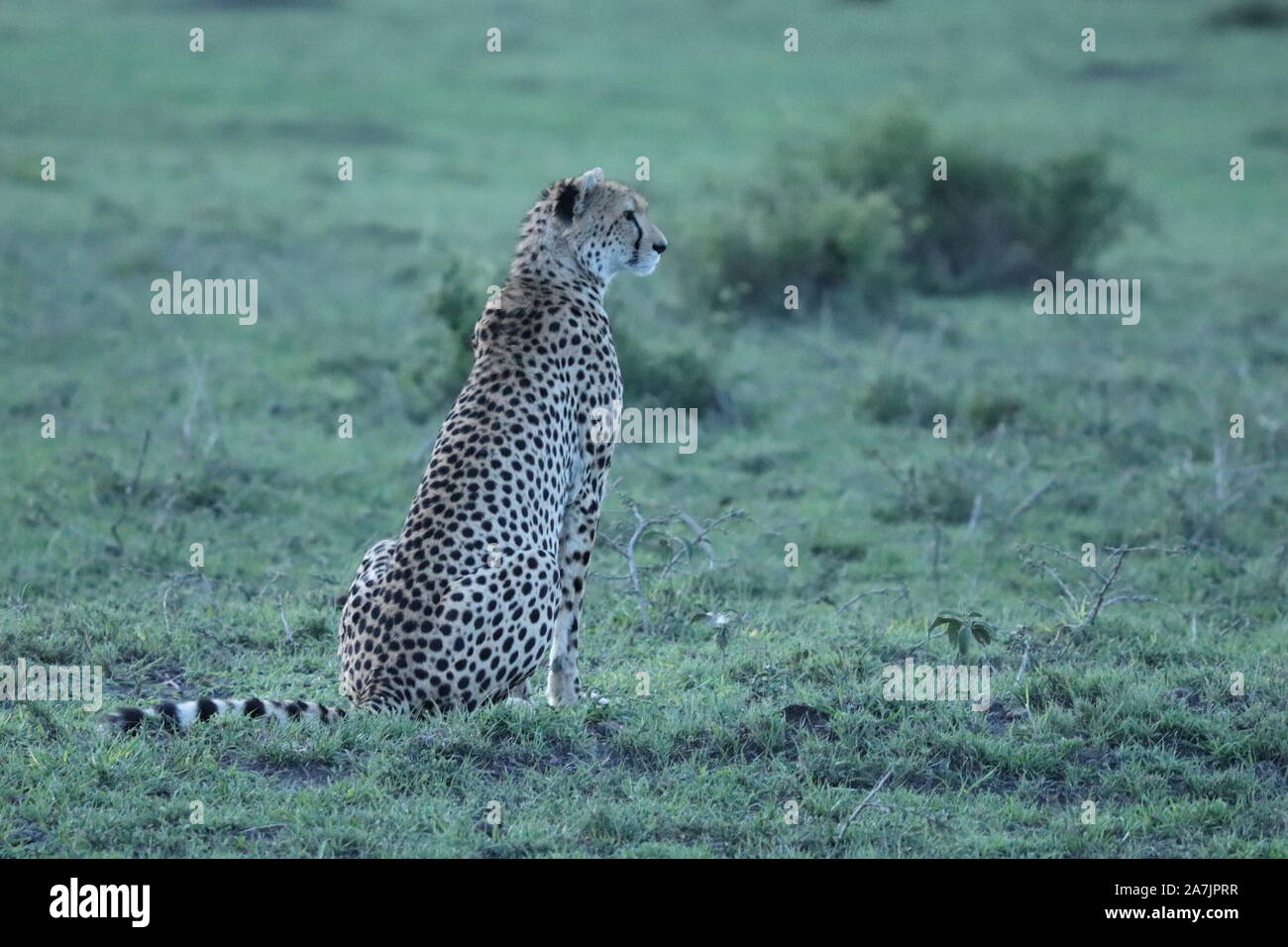 Carnivore carnivores carnivorous savanna hi-res stock photography and ...