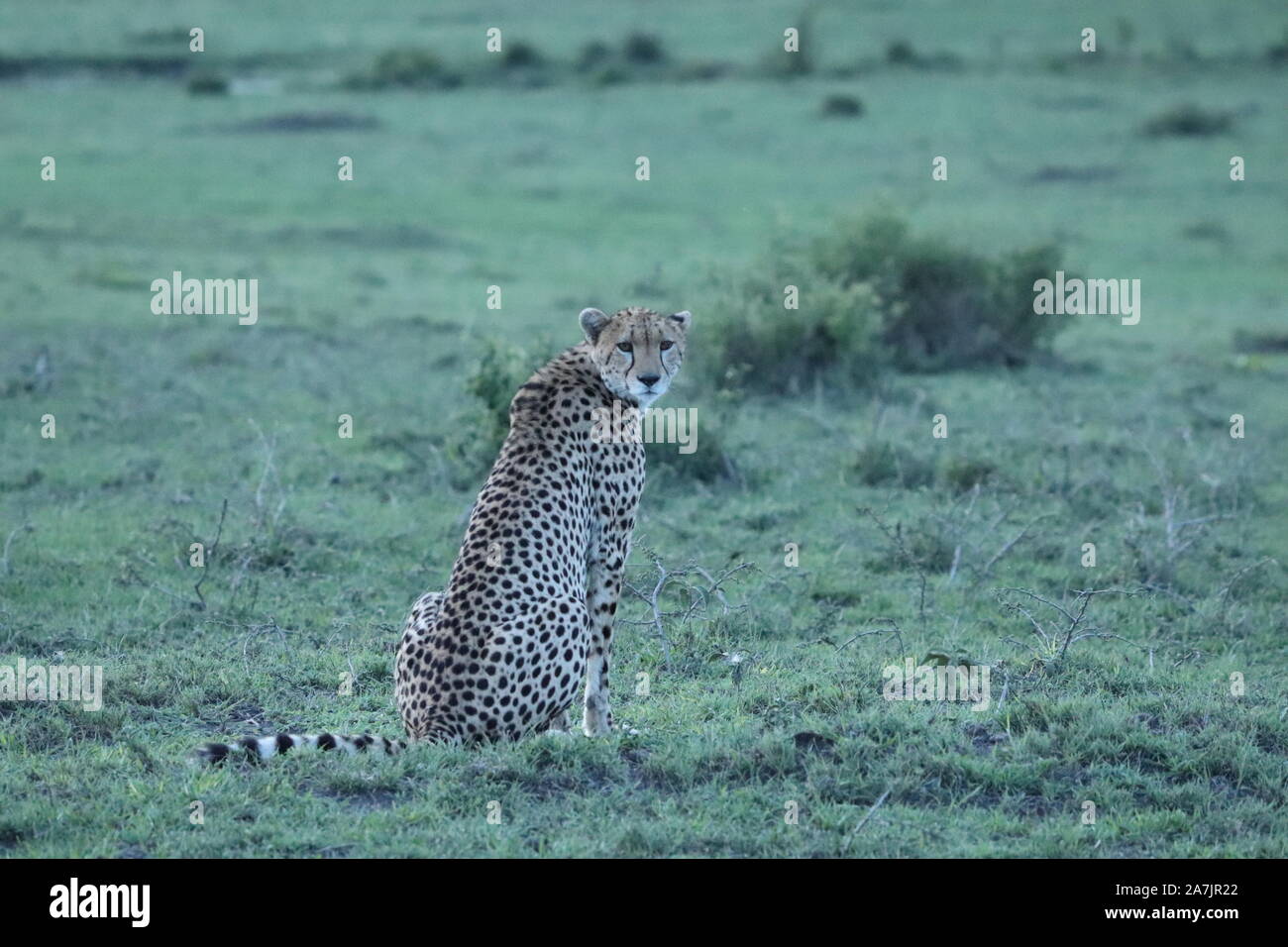 Cheetah in the african savannah Stock Photo - Alamy