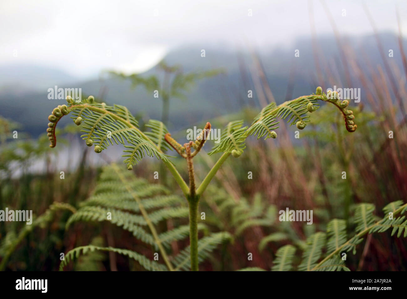 Bracken in Snowdonia Stock Photo - Alamy