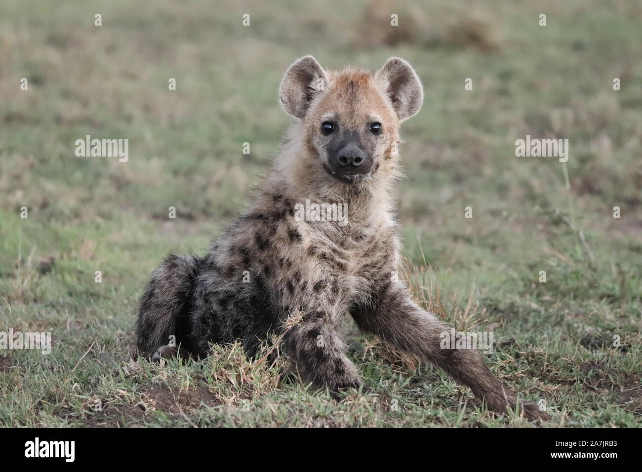 African ecosystem hi-res stock photography and images - Alamy