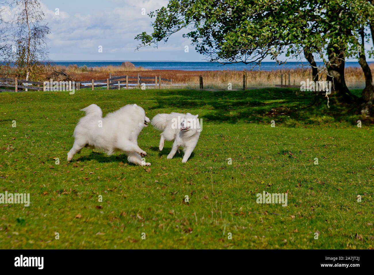 Samoyed running in a grass field. Dog walking and playing in park ...