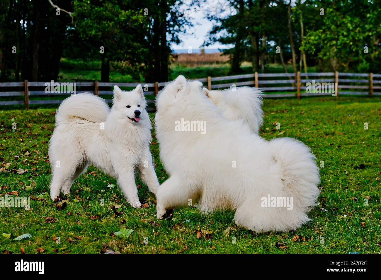 Wet samoyed hi-res stock photography and images - Alamy