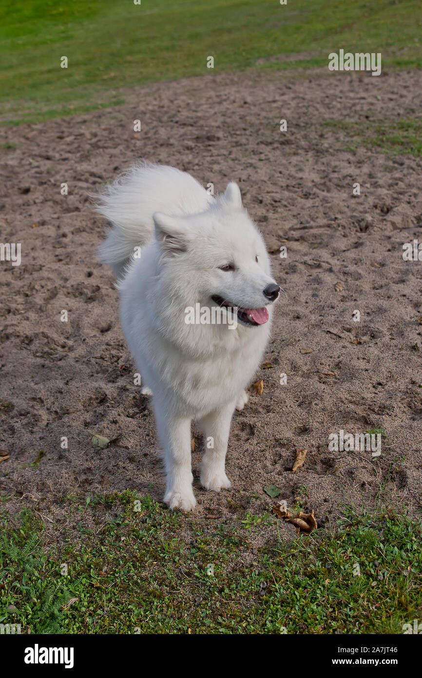 Samoyed running in a grass field. Dog walking and playing in park ...