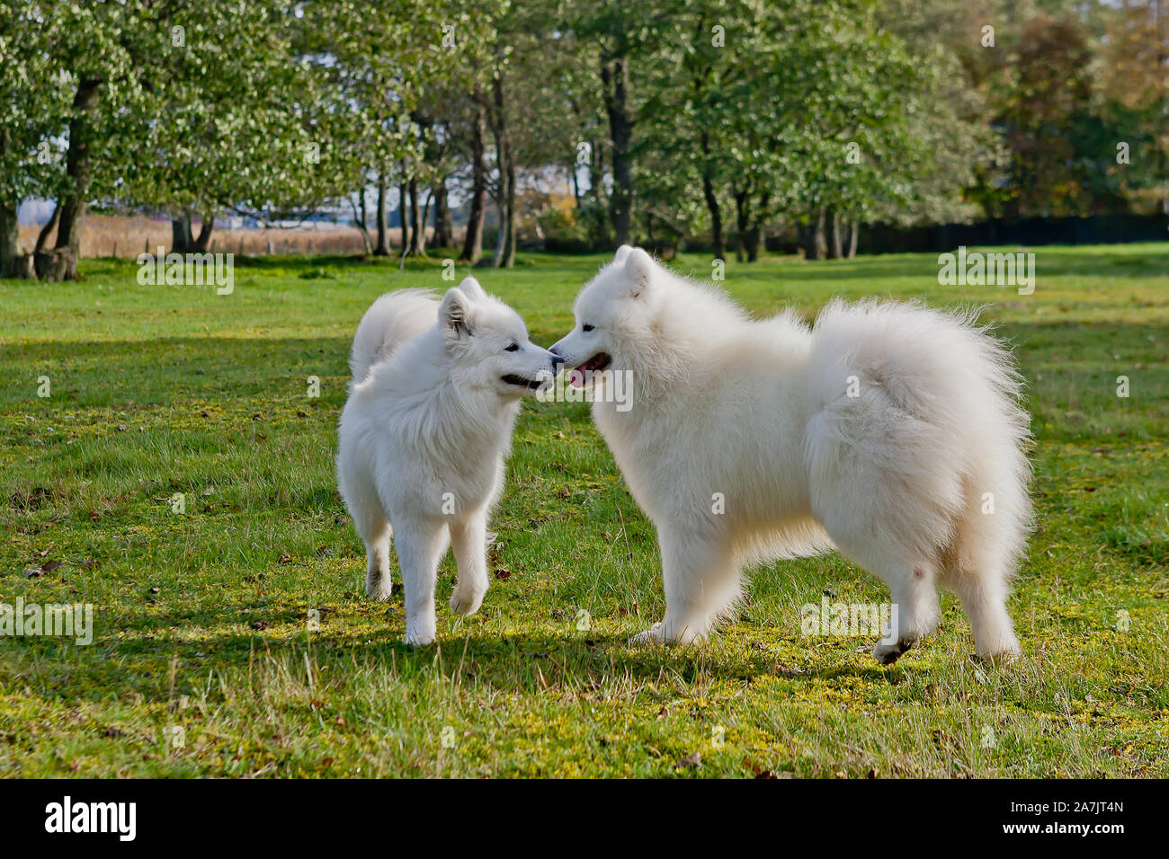 Wet samoyed hi-res stock photography and images - Alamy