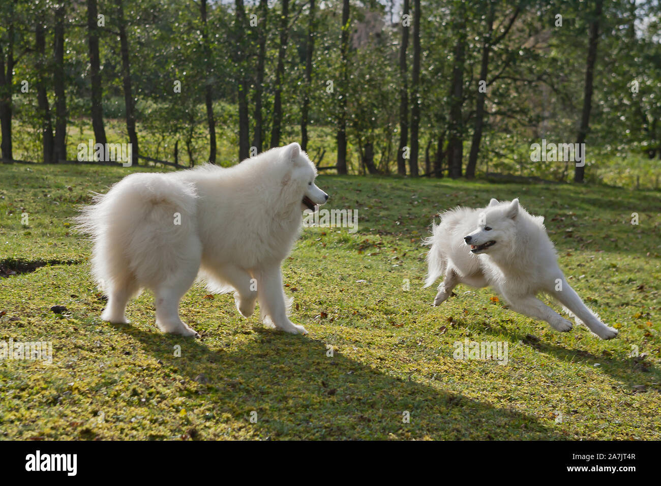 Wet samoyed hi-res stock photography and images - Alamy