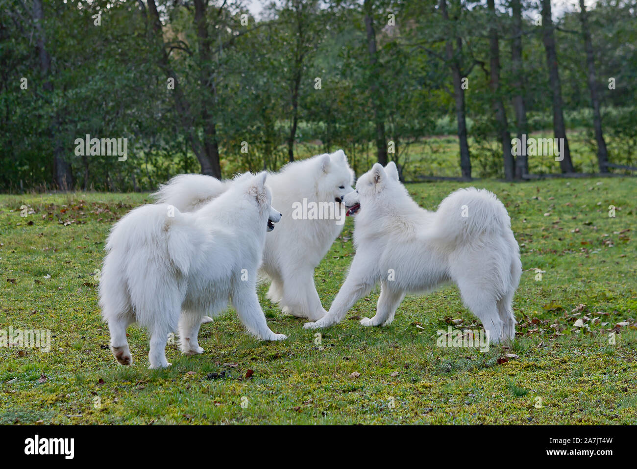 Samoyed running in a grass field. Dog walking and playing in park ...